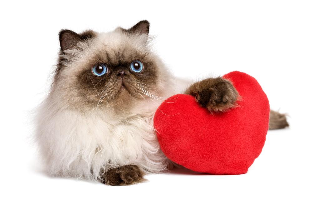 Hypertrophic cardiomyopathy (HCM) in cats – Cat in the Box LLC