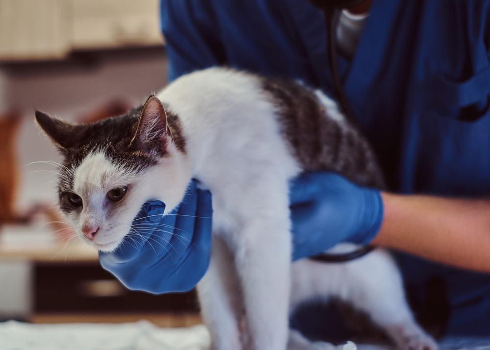 Hepatic lipidosis in cats – Cat in the Box LLC