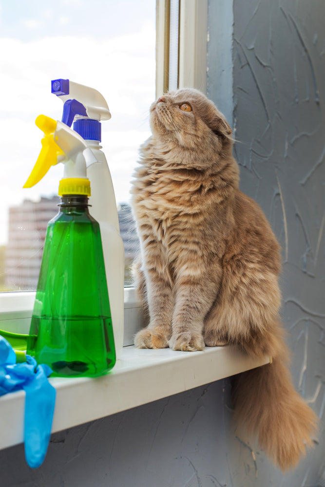 Should I use a spray bottle to train my cat? – Cat in the Box LLC