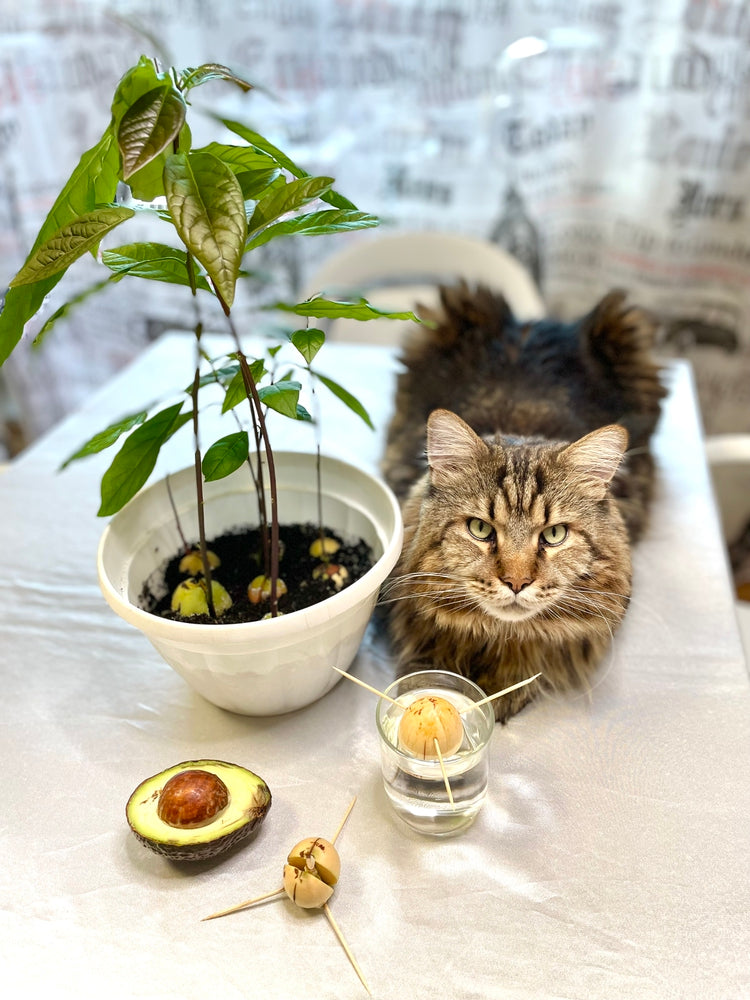 Can cats eat avocado? – Cat in the Box LLC