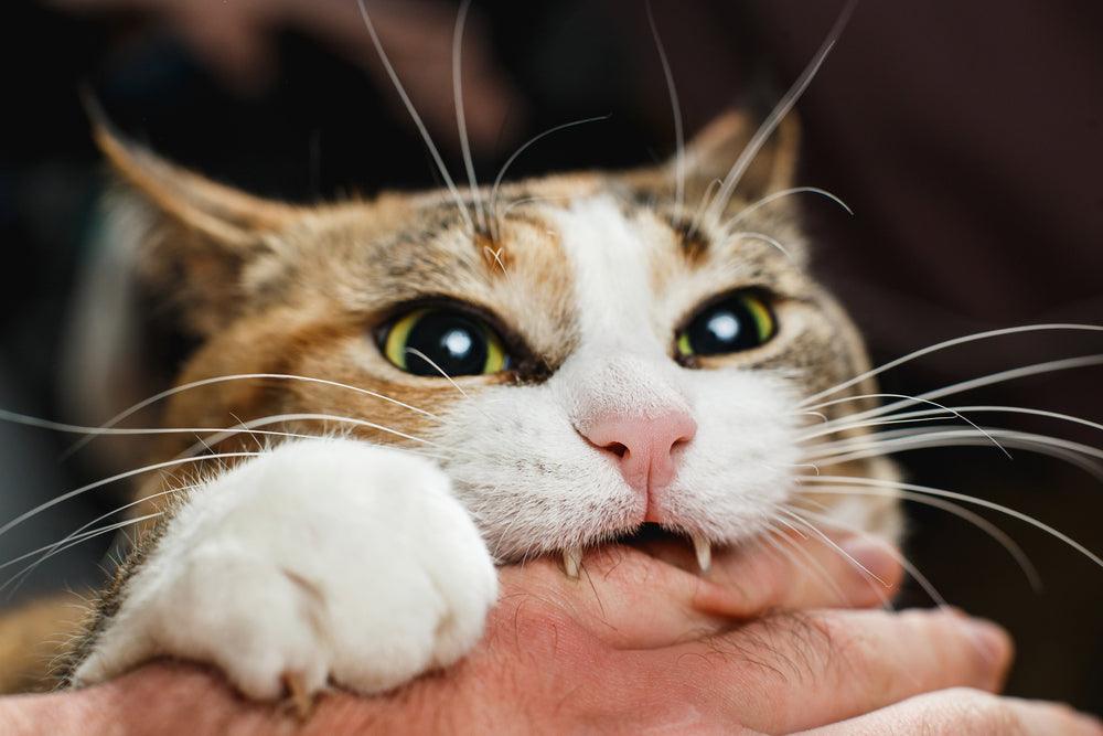 What to do if a cat bites or scratches you – Cat in the Box LLC