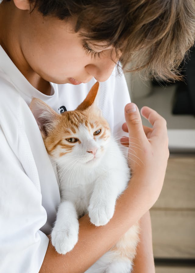 How to pick up a cat – Cat in the Box LLC