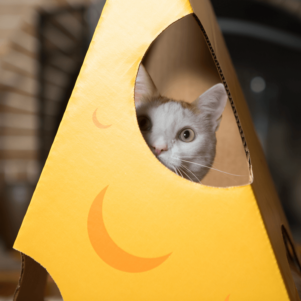 Giant Cheese Wedge Cardboard Cat House | Cat in the Box LLC